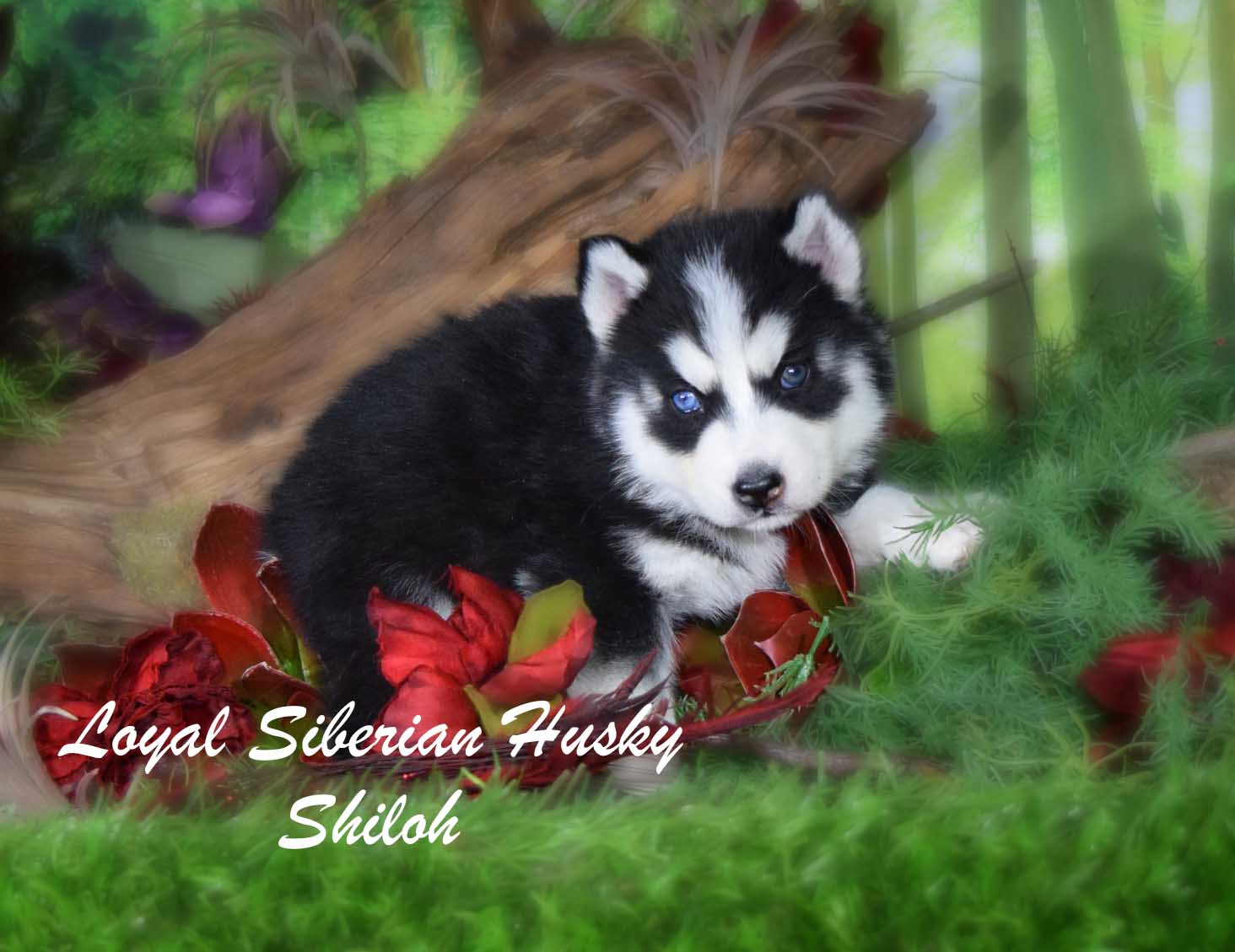AKC Siberian Husky with Bicolor Eyes| Loyal Siberian Husky